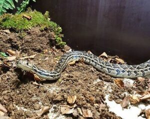 Chilabothrus angulifer - Objectif Reptiles