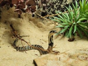 Aspidelaps lubricus cowlesi - Objectif Reptiles