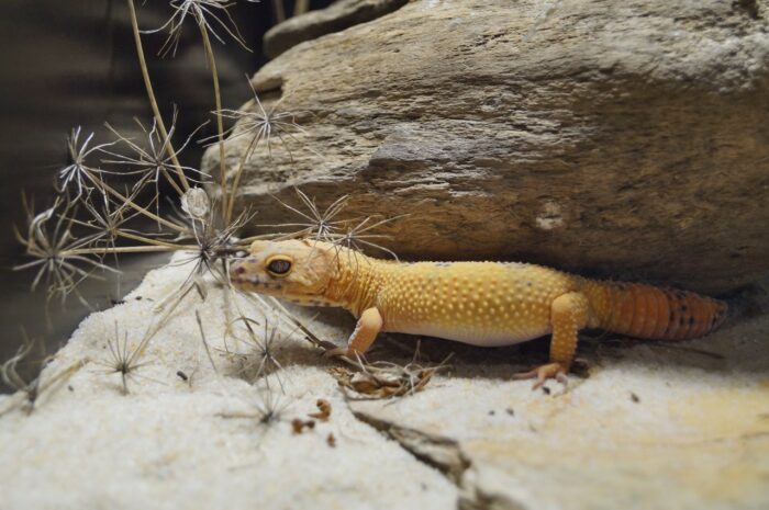 Eublepharis macularius medium - Objectif Reptiles