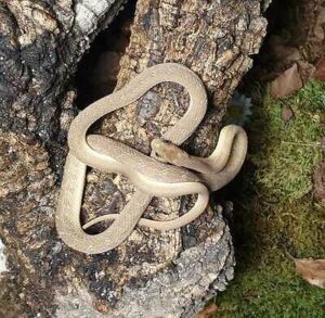 Dasypeltis gansi - Objectif Reptiles