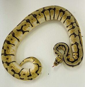 Python regius bumblebee - Objectif Reptiles