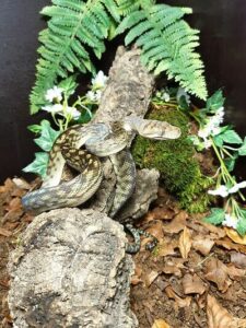 Simalia amethistina - Objectif Reptiles